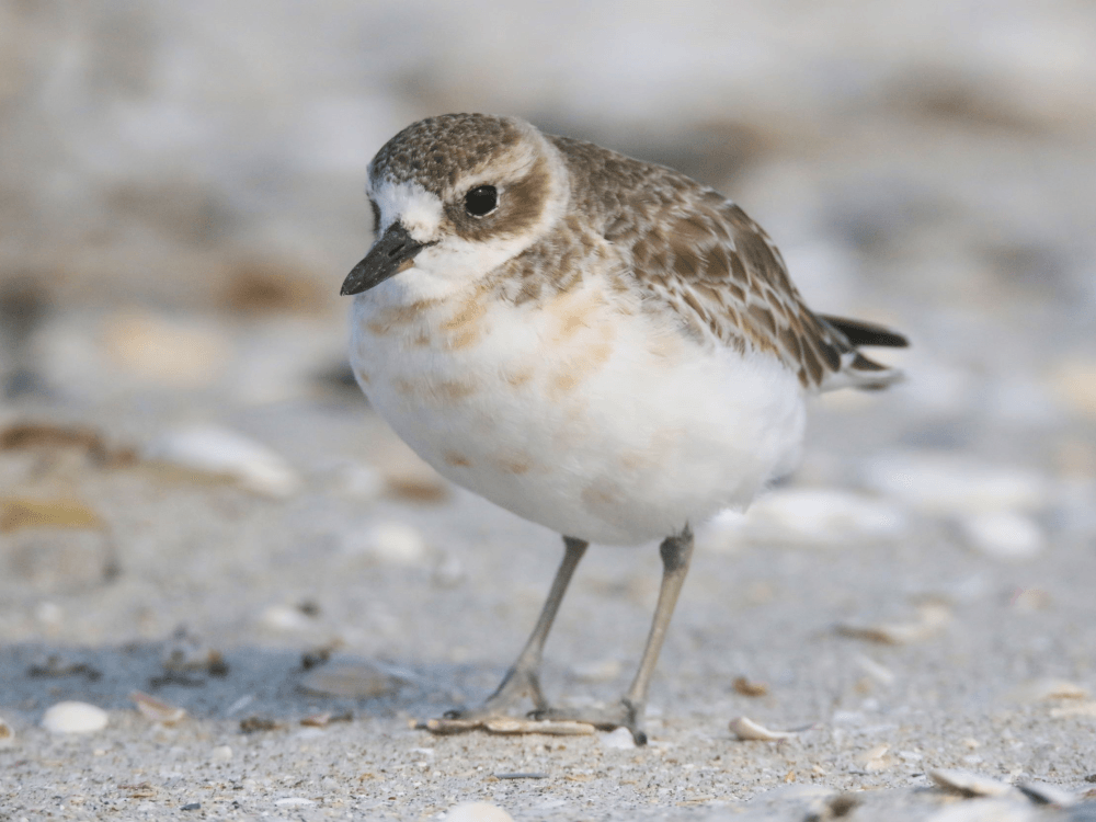 Northern New Zealand Dotterel â Bird Of The Year â Forest Bird